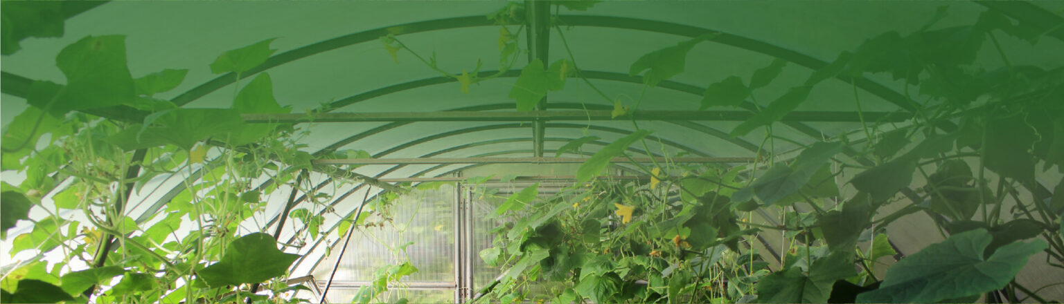 About us - EGY PLANTA