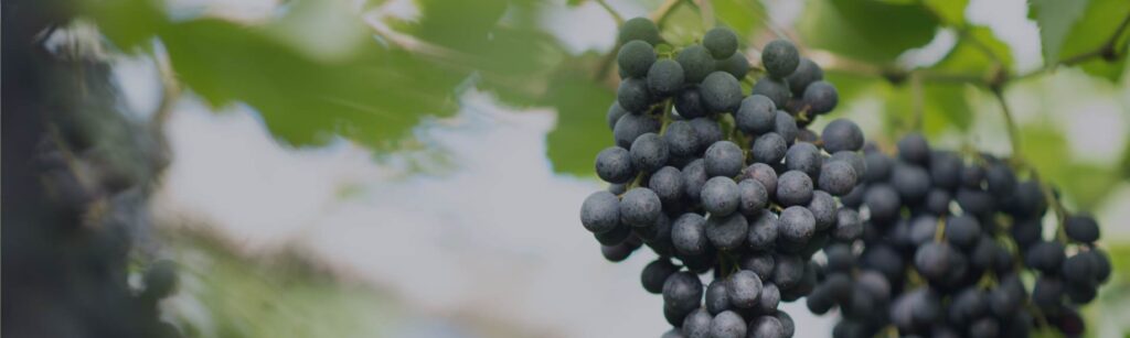 Black Grapes - EGY PLANTA