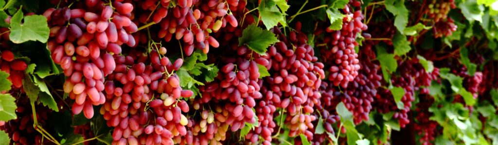 Crimson - EGY PLANTA