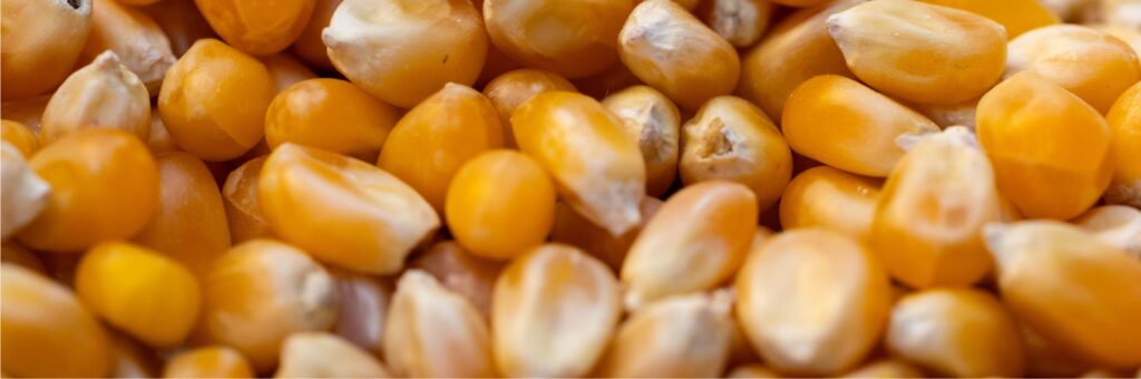 Popcorn - EGY PLANTA