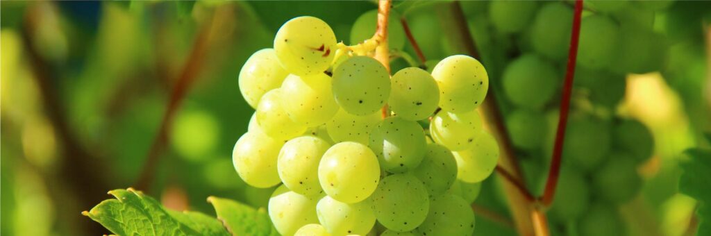 Sugraone - EGY PLANTA