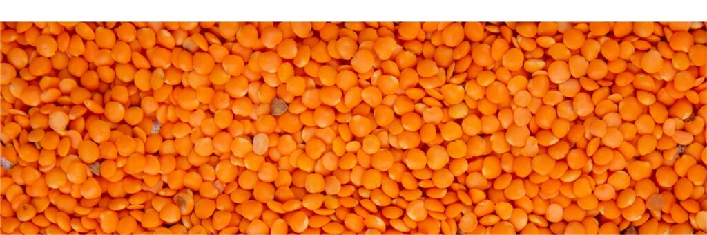 Lentil - EGY PLANTA